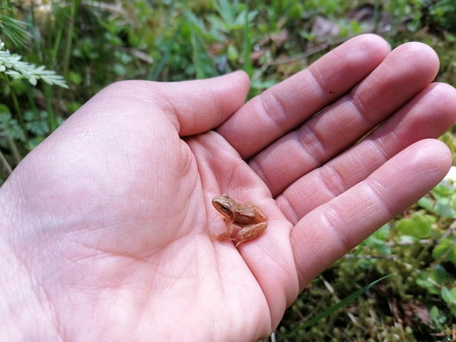 Frog Hand Small - Free photo on Pixabay - Pixabay
