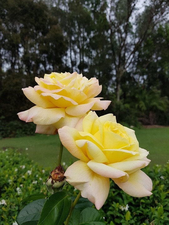 Des Roses Jaune - Photo gratuite sur Pixabay - Pixabay