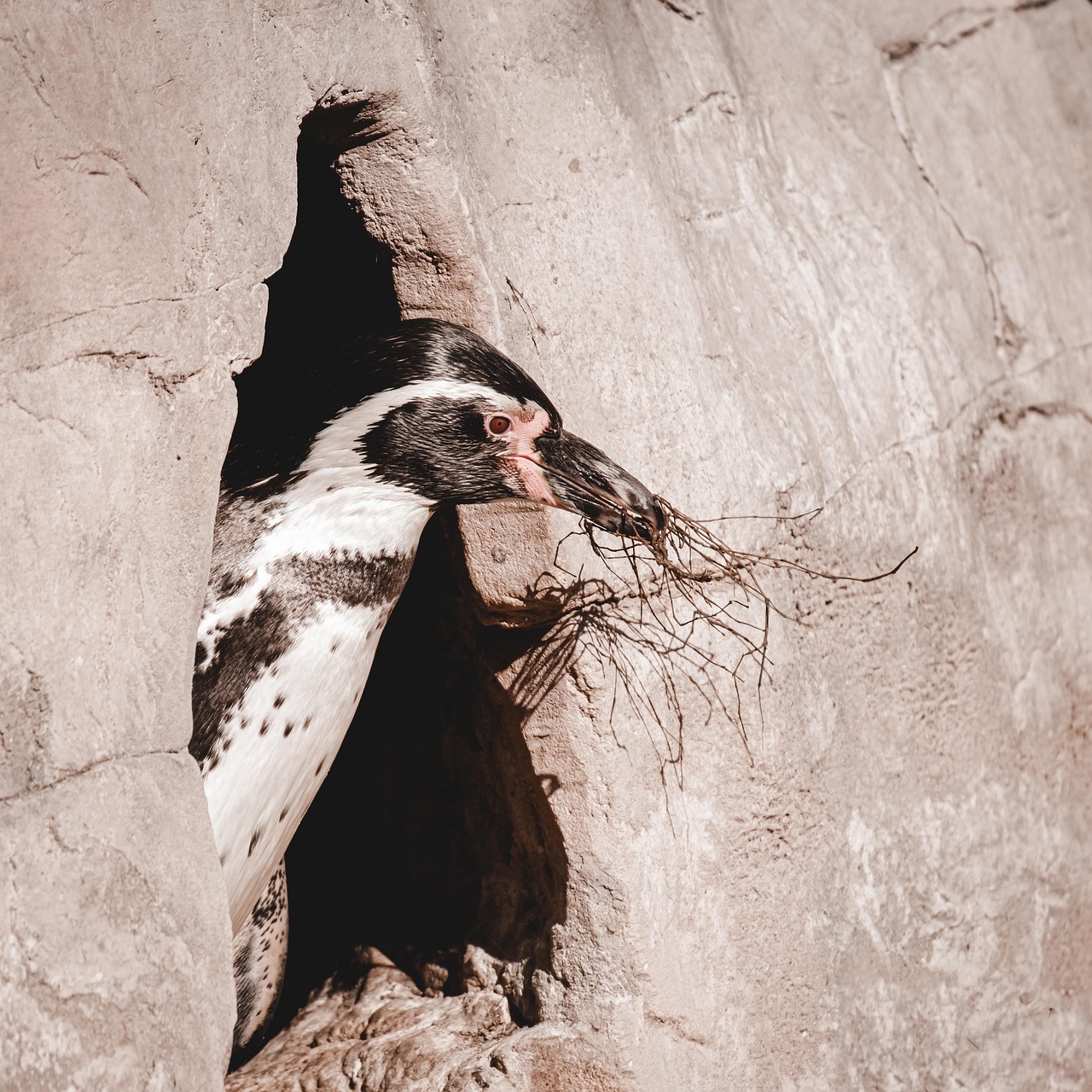 8,000以上の無料Humboldt Penguin Nest&ペンギン画像 - Pixabay