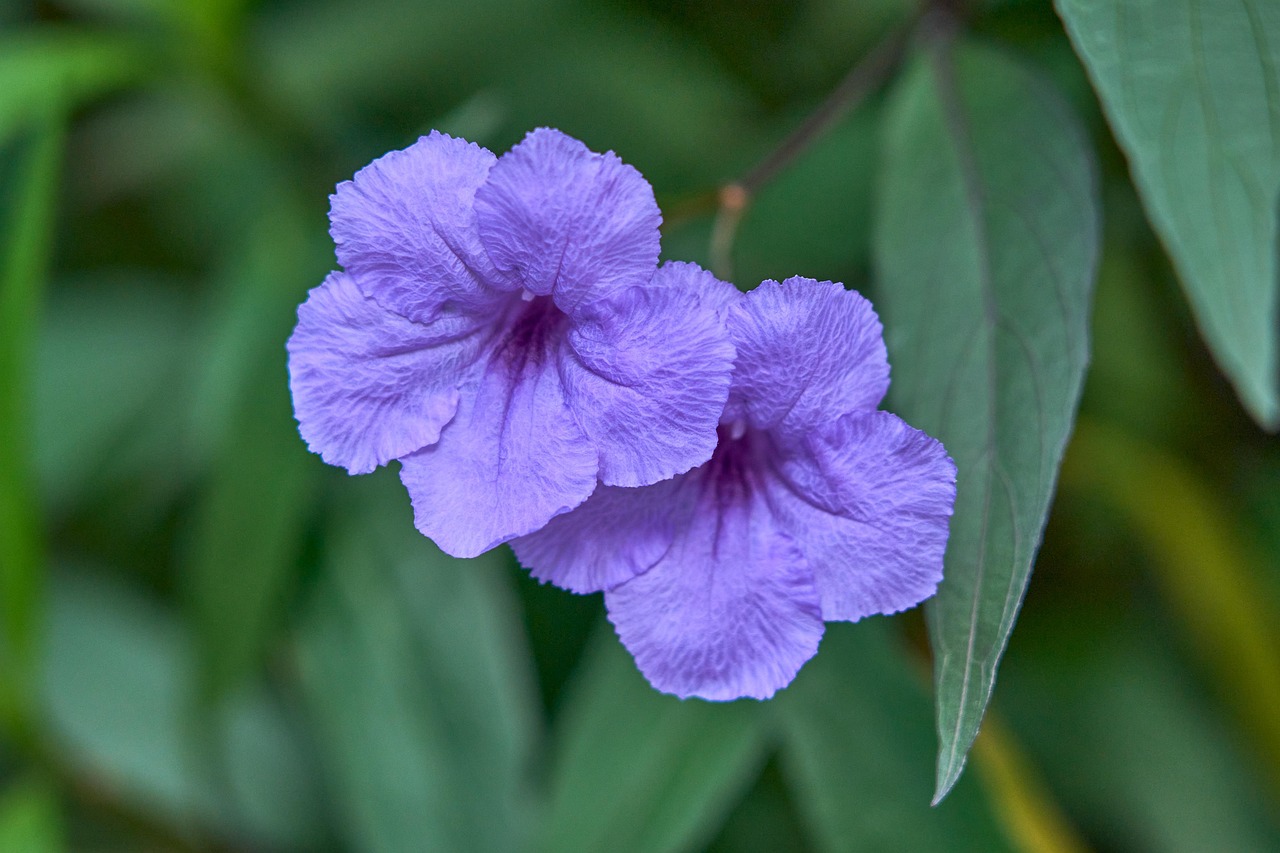 Mexican Petunias Bluebells - Free photo on Pixabay - Pixabay