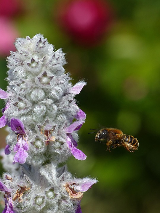 Wild Bee Four-Linked Furrow - Free photo on Pixabay - Pixabay