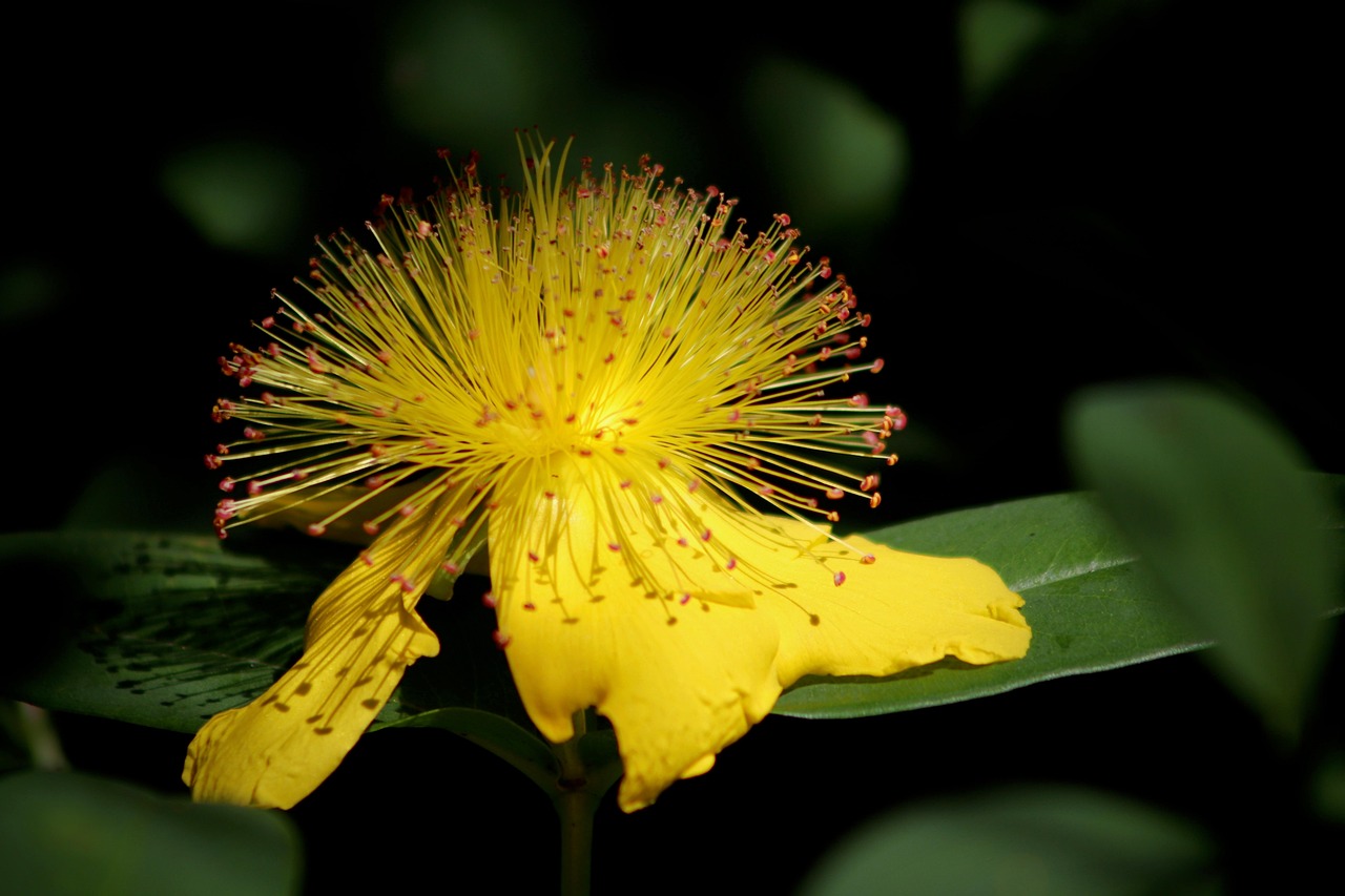 60,000+ Free Large Flowers & Nature Images - Pixabay