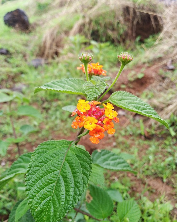 Lantana Fleurs Bloom Plante À - Photo gratuite sur Pixabay - Pixabay