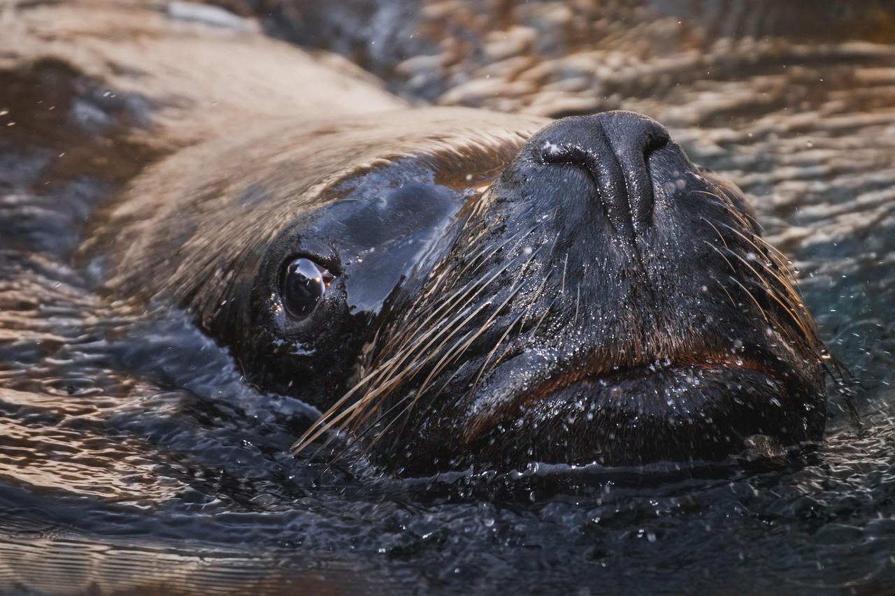 600+ Free Sea-Lions & Sea Lion Images - Pixabay