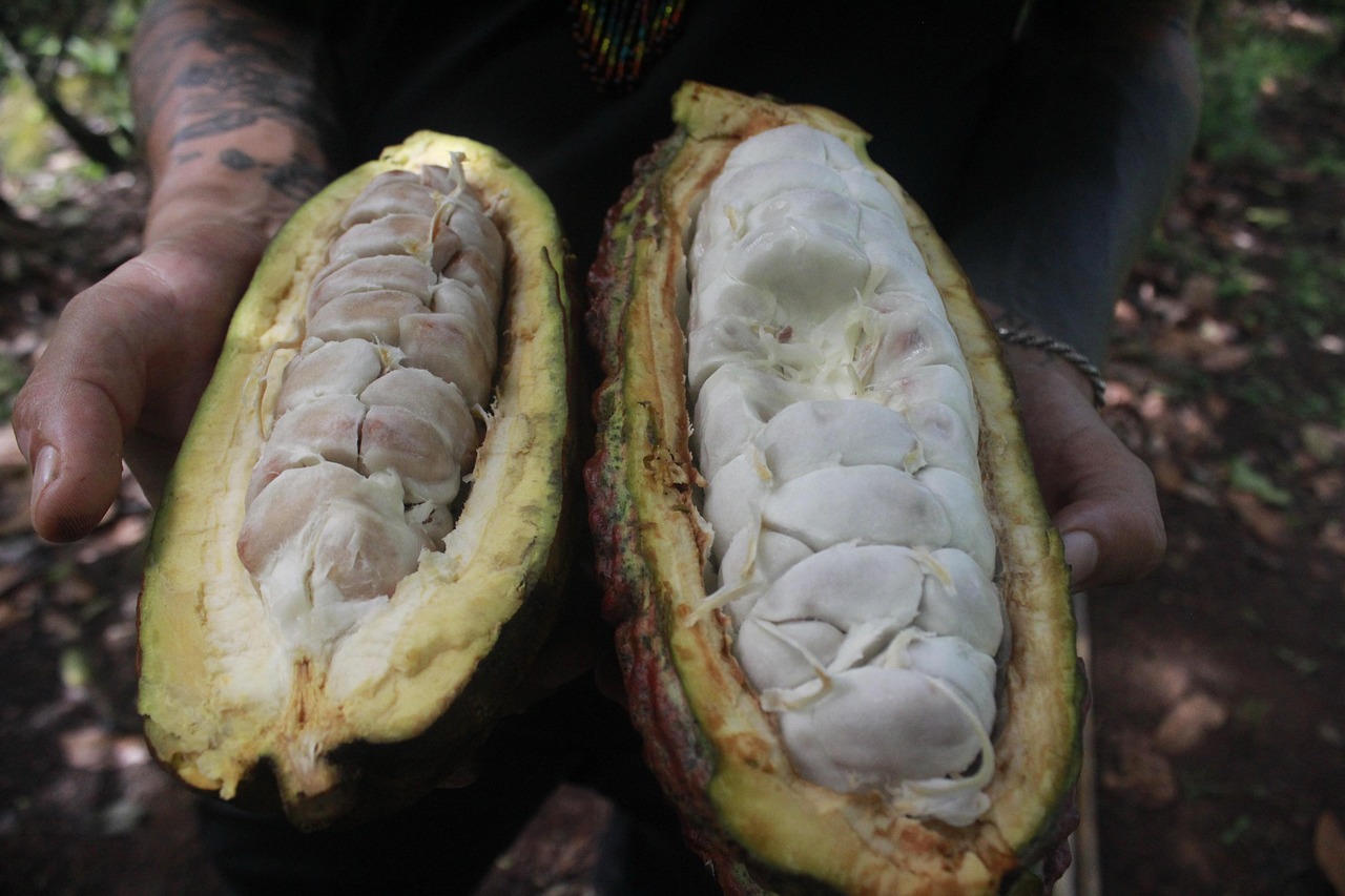 Cacao Chocolat Des Graines - Photo gratuite sur Pixabay - Pixabay