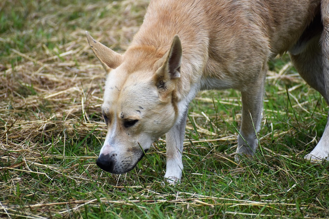 100+ Free Dog Sniffing & Dog Images - Pixabay