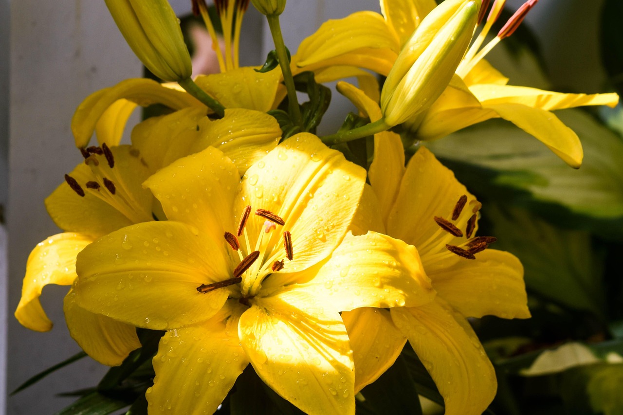 Lily Flower Bloom - Free photo on Pixabay - Pixabay