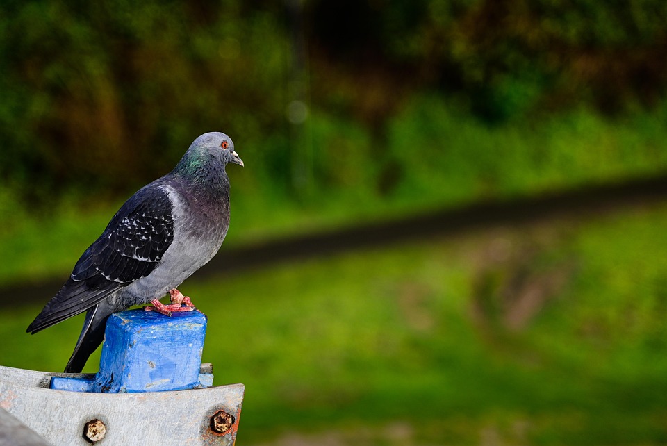 Pombo Pássaro Natureza - Foto gratuita no Pixabay