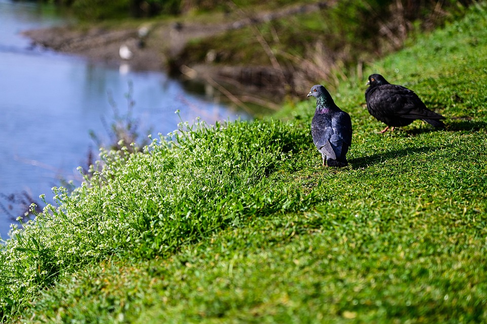 Pombo Pássaros Natureza - Foto gratuita no Pixabay