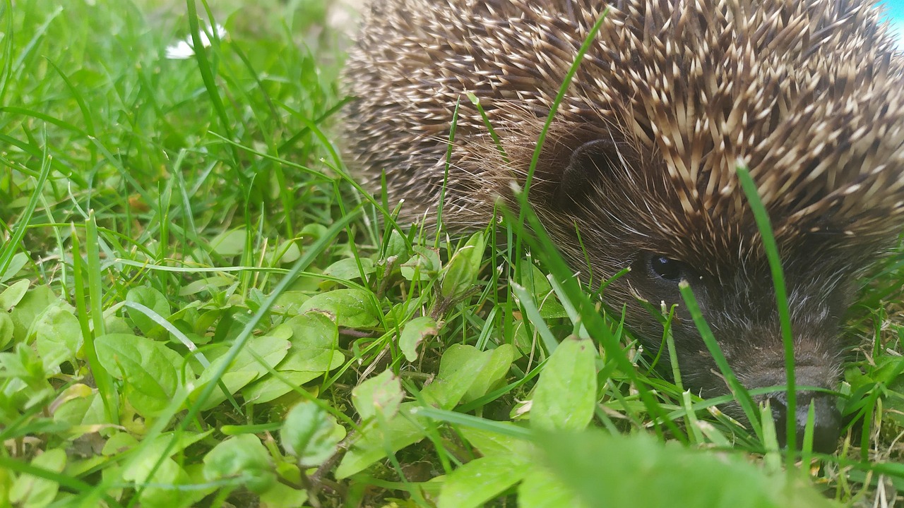 Igel Tier Niedlich - Kostenloses Foto auf Pixabay - Pixabay