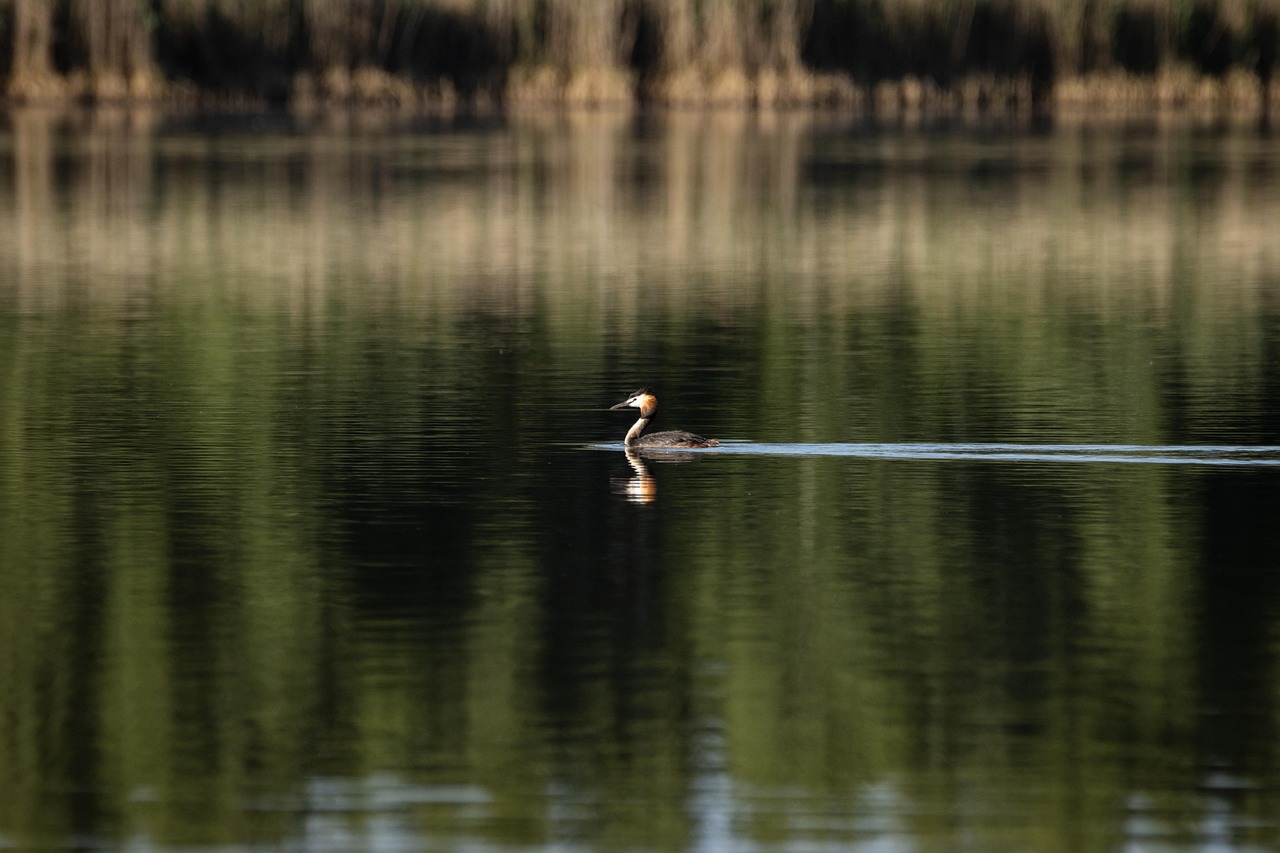 Great Crested Grebe Lake Nature - Free photo on Pixabay - Pixabay