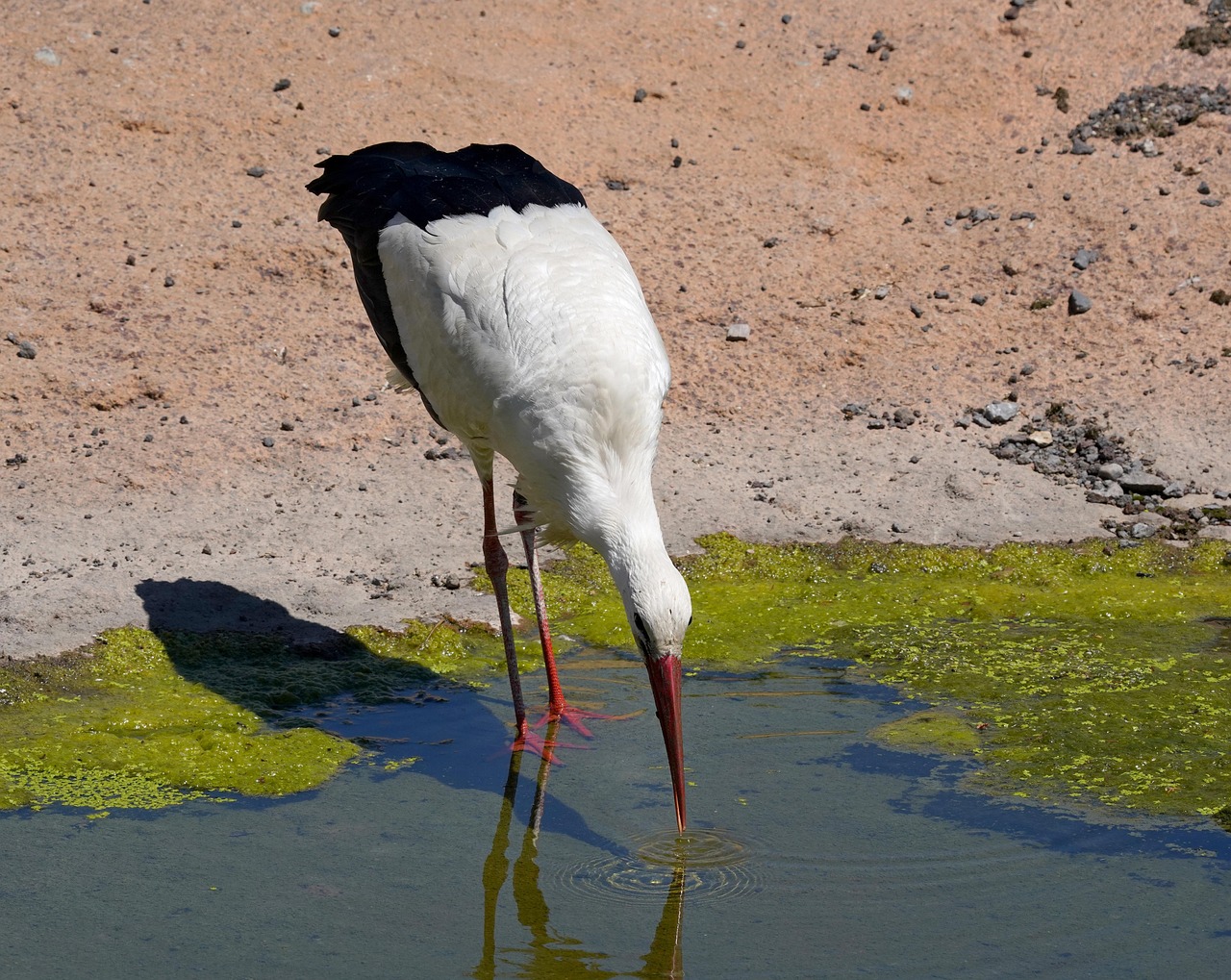Stork Bird Animal - Free photo on Pixabay - Pixabay