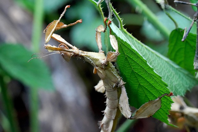 Giant Prickly Stick Insect - Free photo on Pixabay - Pixabay