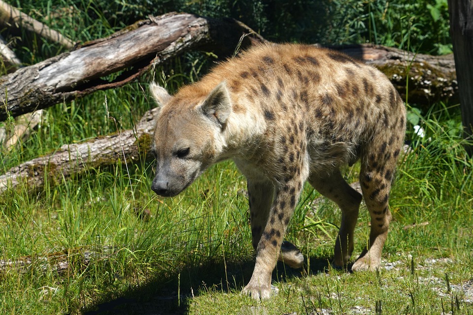 Hyena Predator Animal - Free photo on Pixabay