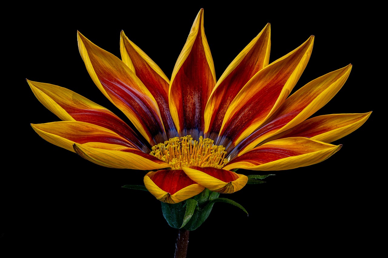 Gazania Rigens Treasure Flower - Free photo on Pixabay - Pixabay