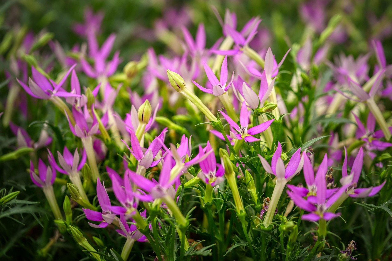 Blumen Pinke Garten - Kostenloses Foto auf Pixabay - Pixabay