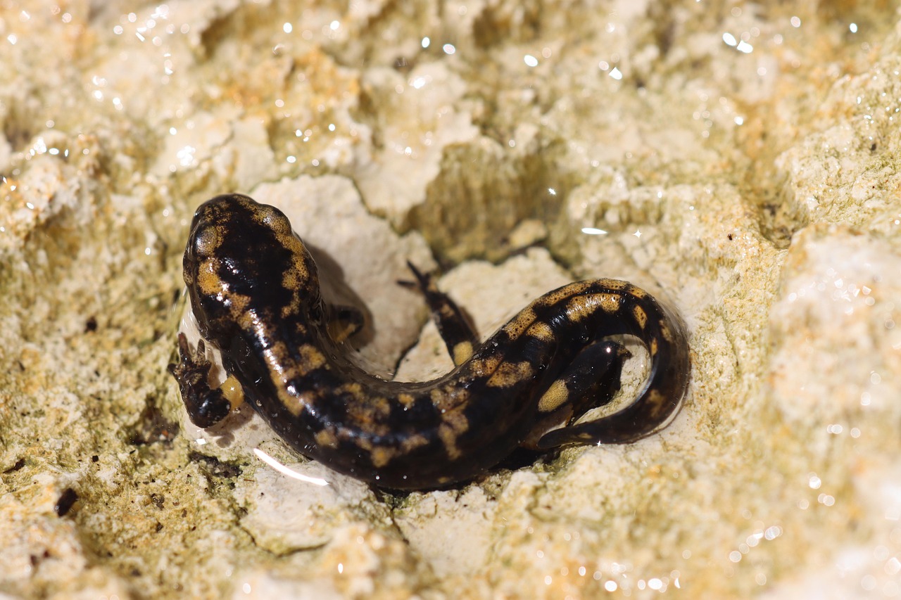 300+ Free Salamander & Nature Images - Pixabay