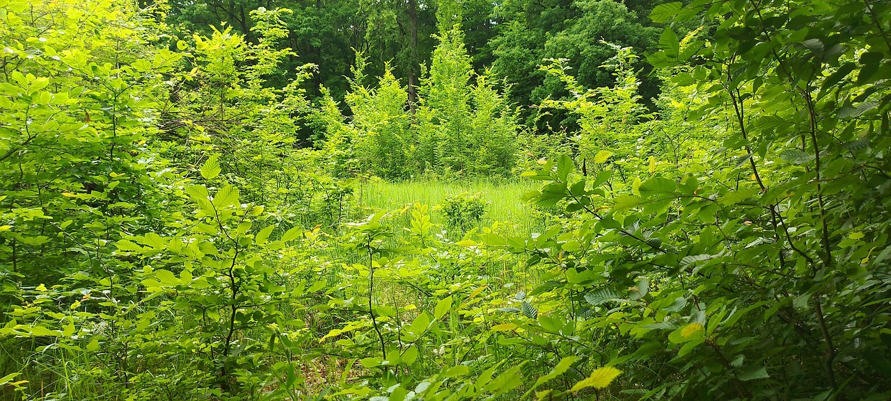 Die Natur Ruhig Wald - Kostenloses Foto auf Pixabay - Pixabay