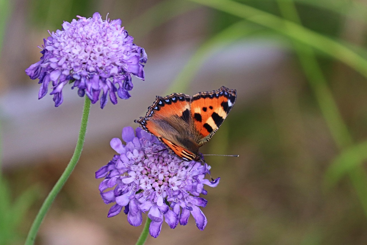 Más de 300 imágenes gratis de Mariposas Moradas y Mariposa - Pixabay