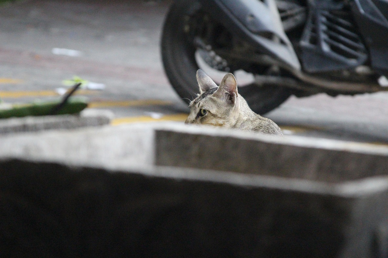 Cat Kucing Animal De Compagnie - Photo gratuite sur Pixabay - Pixabay