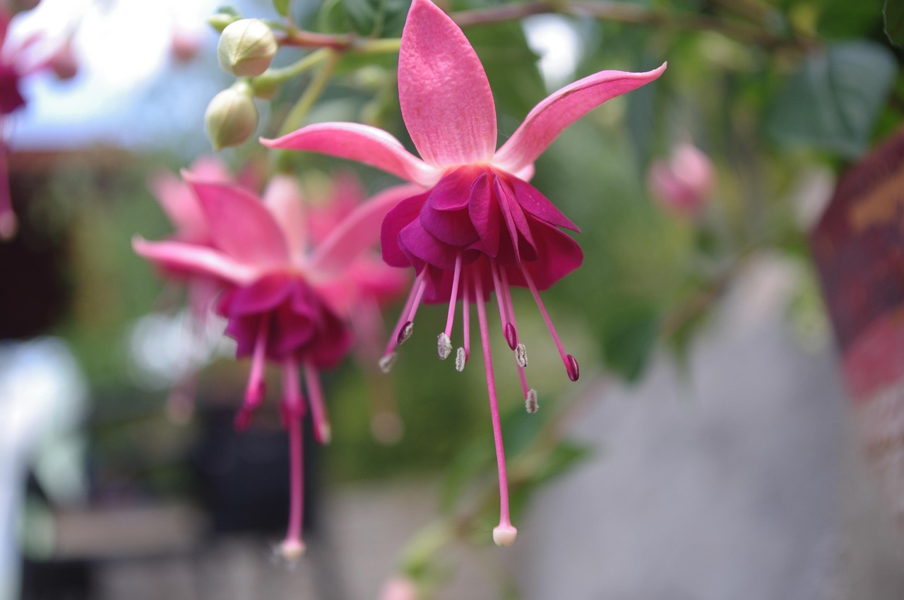 Fuchsia Fleur Flore - Photo gratuite sur Pixabay - Pixabay