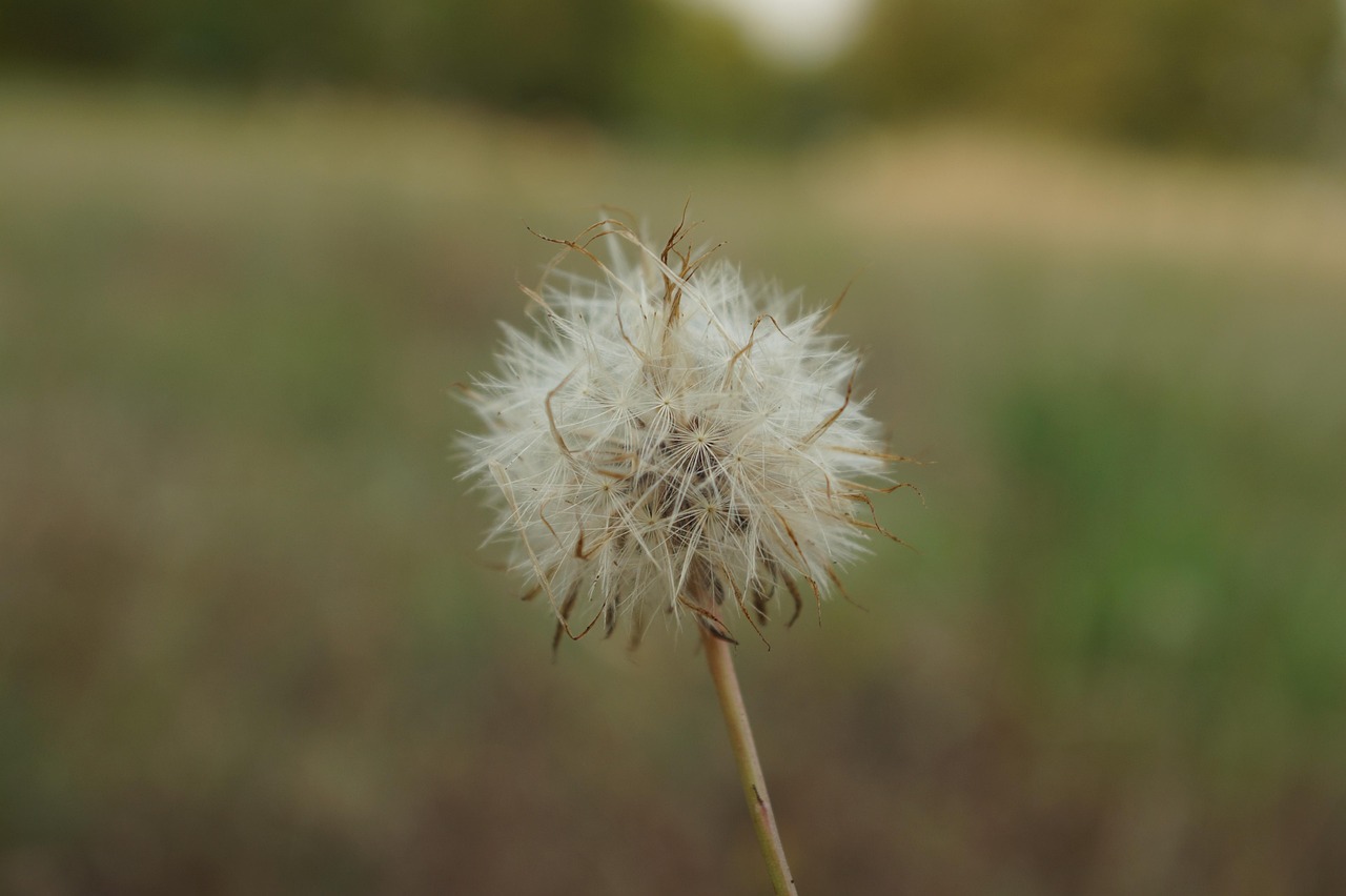 Flower Dandelion Fluff - Free photo on Pixabay