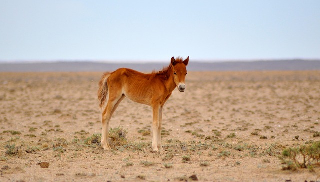 Foal Horse Animal - Free photo on Pixabay - Pixabay