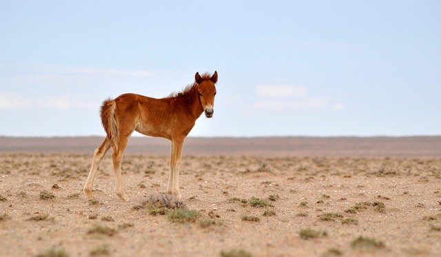 Foal Horse Animal - Free photo on Pixabay