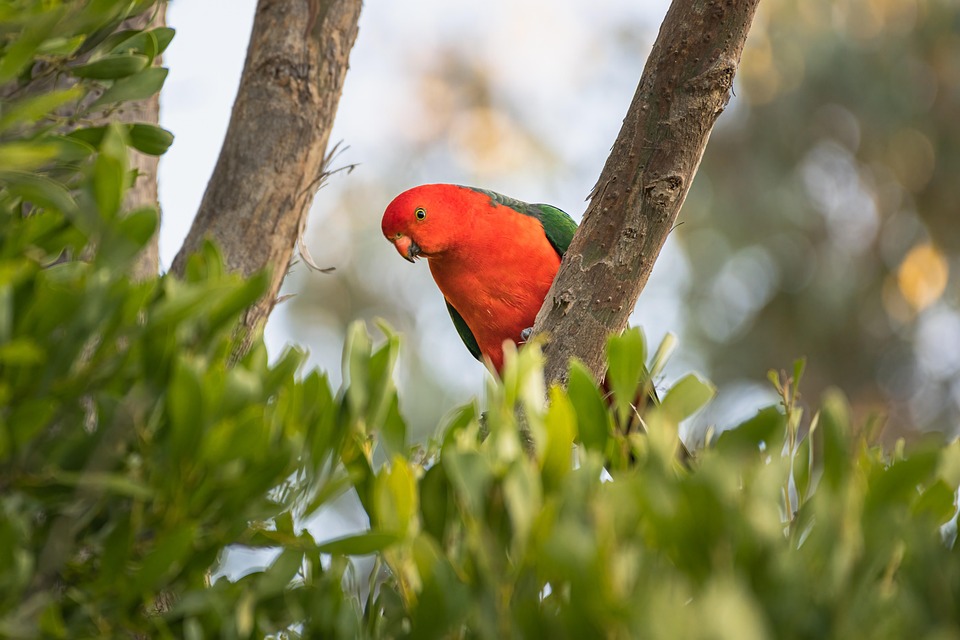 Loro Rey Australiano Pájaro Animal - Foto gratis en Pixabay