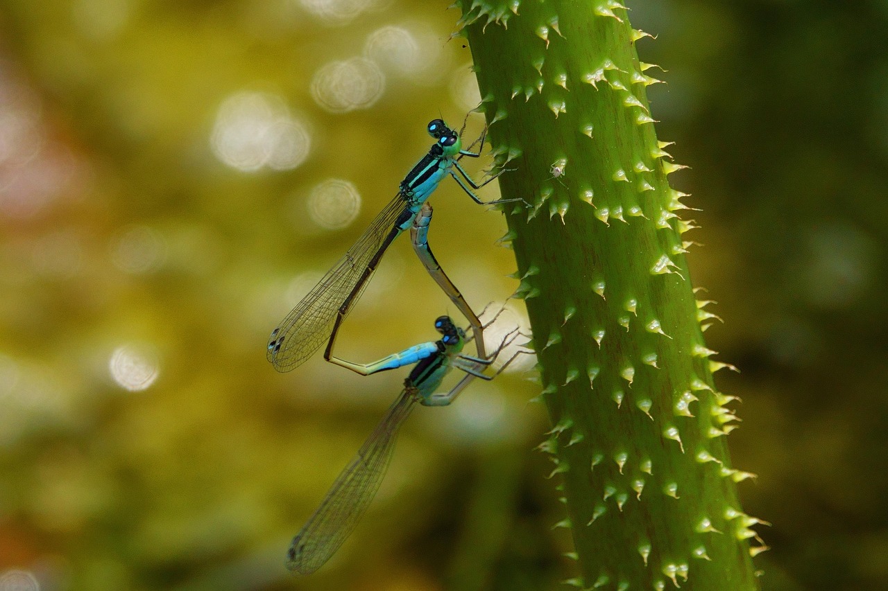 6,000+ Dragonfly Pictures & Images [HD] - Pixabay