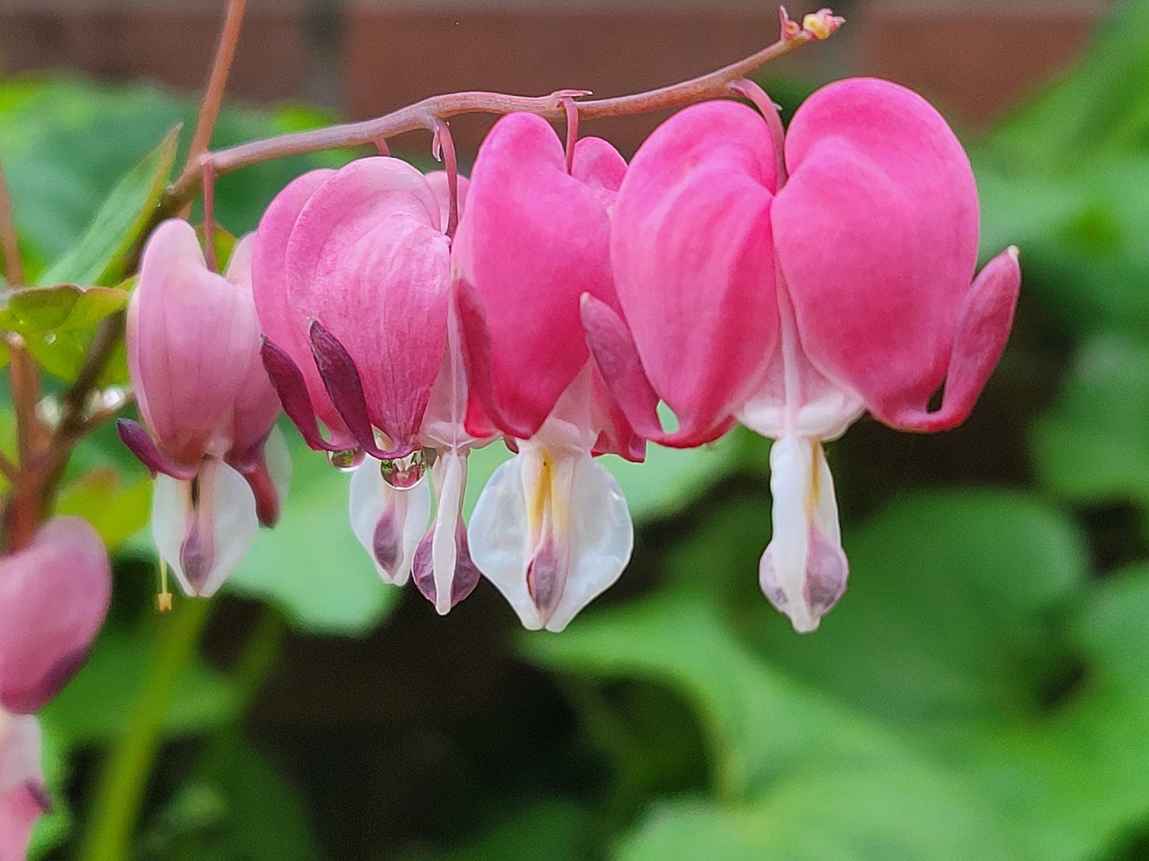 Primavera Jardim - Foto gratuita no Pixabay - Pixabay