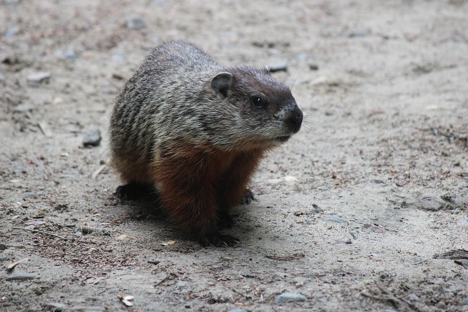 Marmota Roedor Animal De - Foto gratis en Pixabay