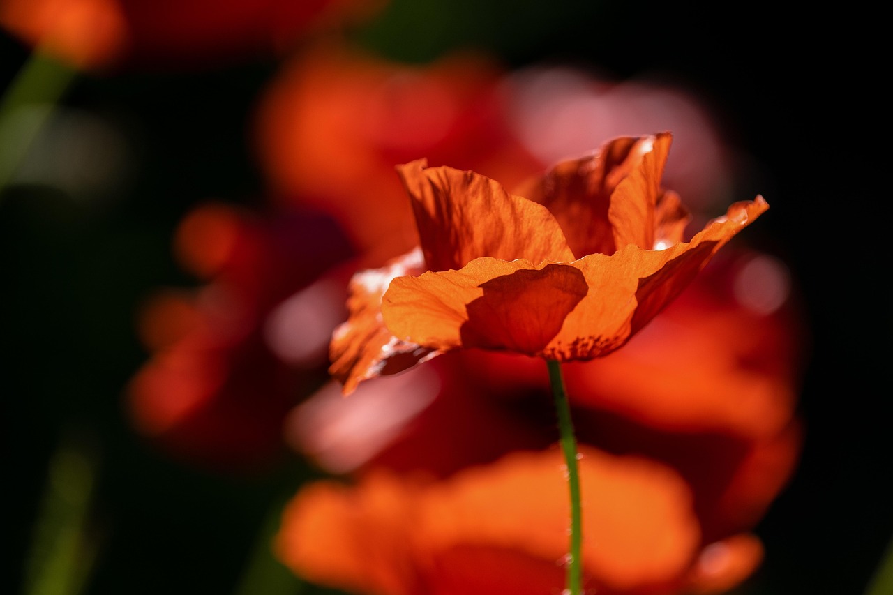 500+ Free Orange Poppy & Poppy Images - Pixabay