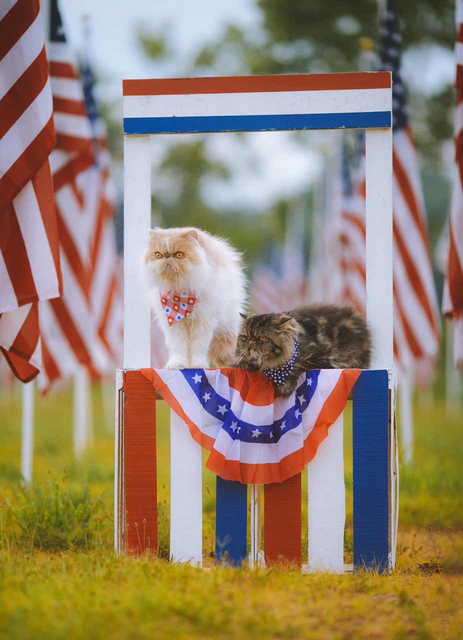 Persian Cat Cats Independence Day - Free photo on Pixabay - Pixabay