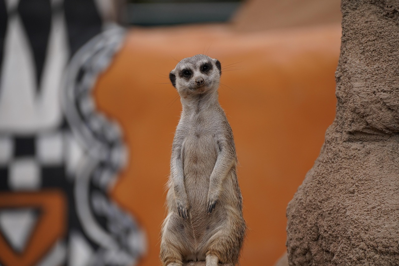 Meerkat Animal Mammal - Free photo on Pixabay - Pixabay
