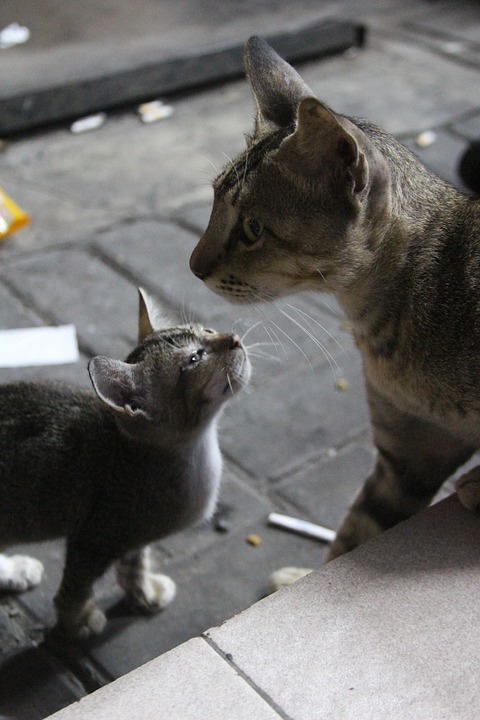 Cats Kitten Pets Young - Free photo on Pixabay - Pixabay