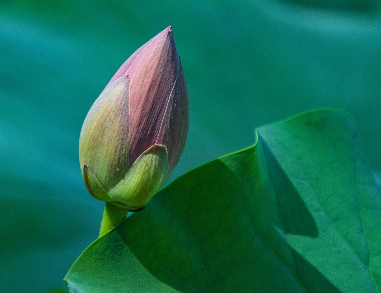 Lotus Flower Bud Water Lily Pink - Free photo on Pixabay