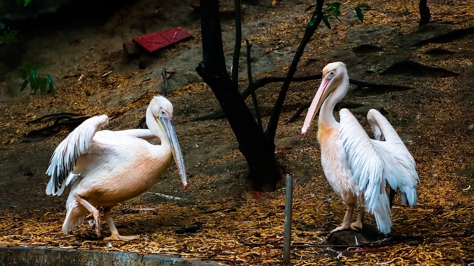 Great White Pelicans Birds Animals - Free photo on Pixabay - Pixabay