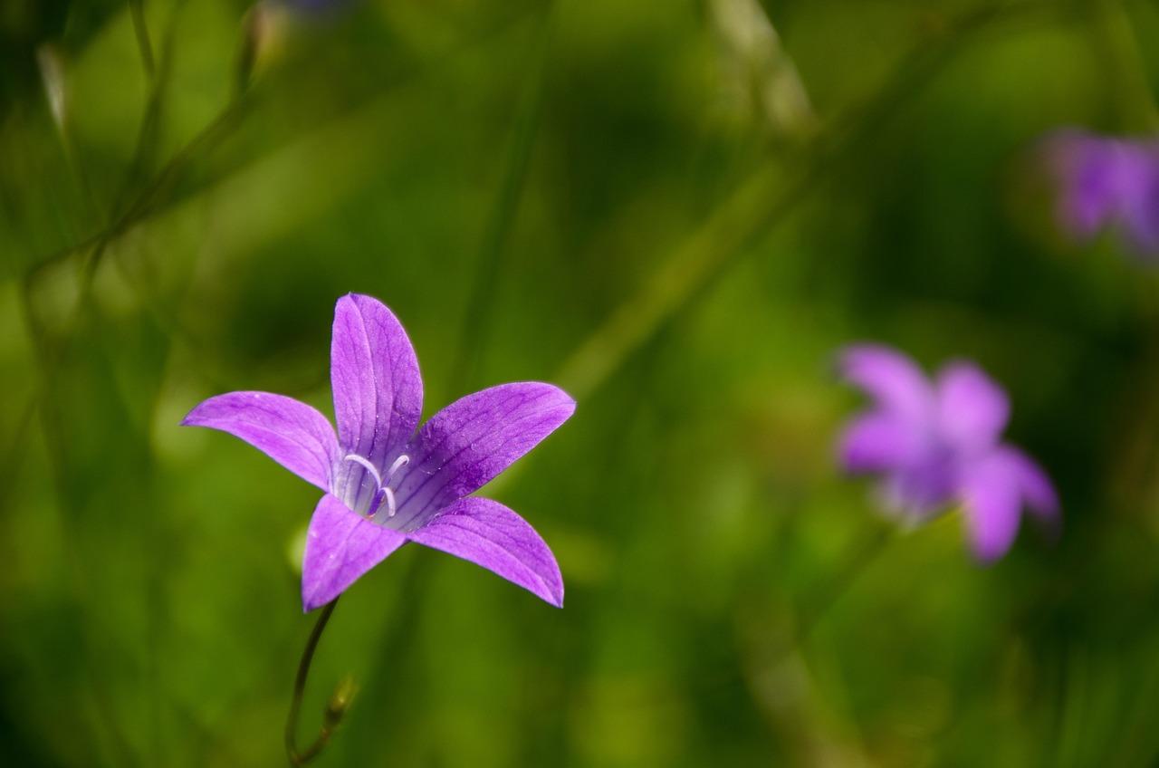 Bunga Lonceng Ungu - Foto gratis di Pixabay - Pixabay