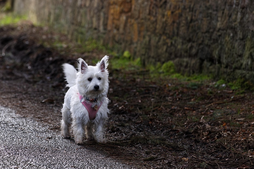 狗 Westie 西西高地白梗 - Pixabay上的免费照片 - Pixabay