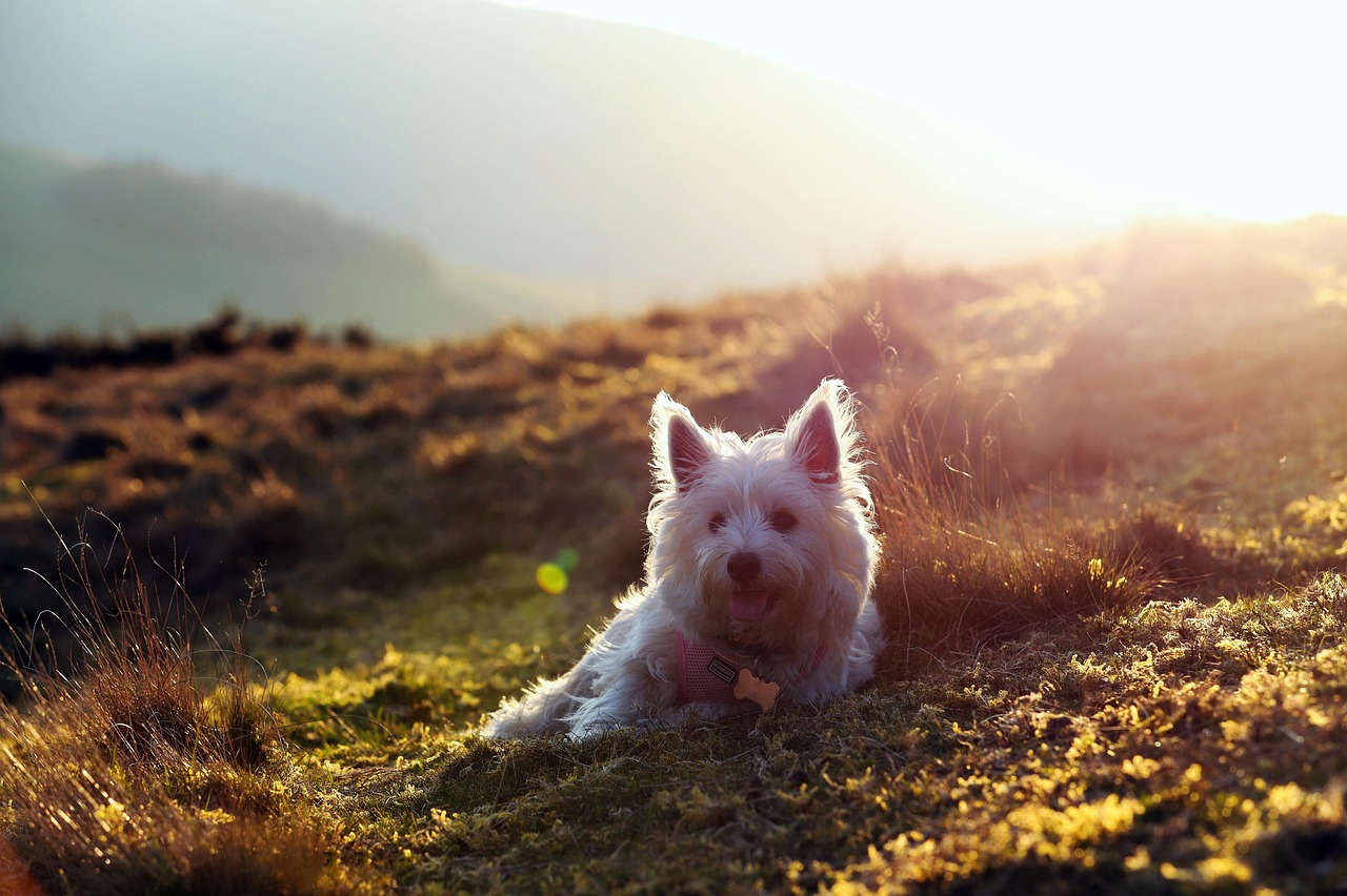 600+ Free Westy & Westie Images - Pixabay