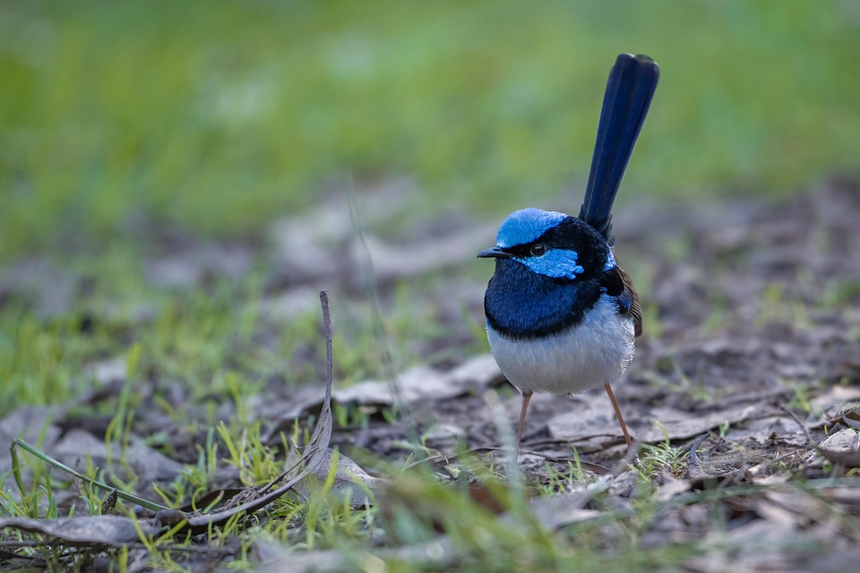 Superb Fairywren Bird Animal - Free photo on Pixabay - Pixabay