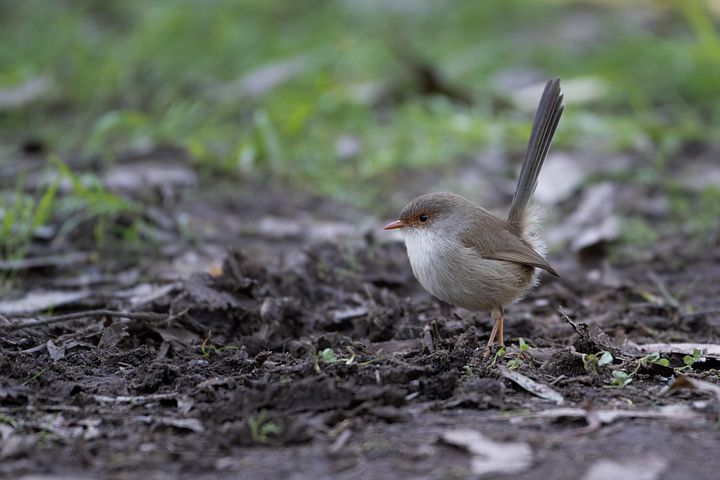 300+ Free Wren & Bird Images - Pixabay