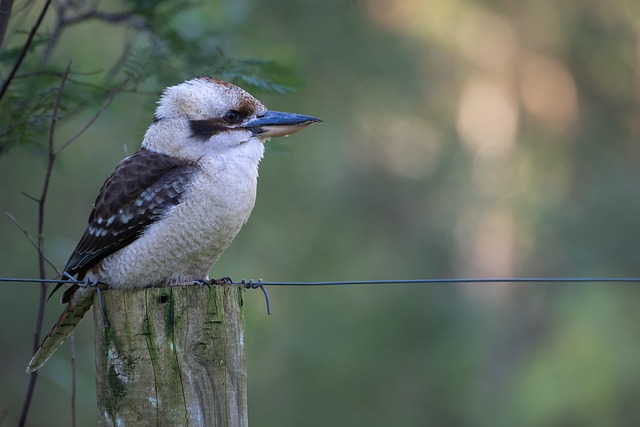 100,000+ Free Kookaburra Bird & Kookaburra Images - Pixabay