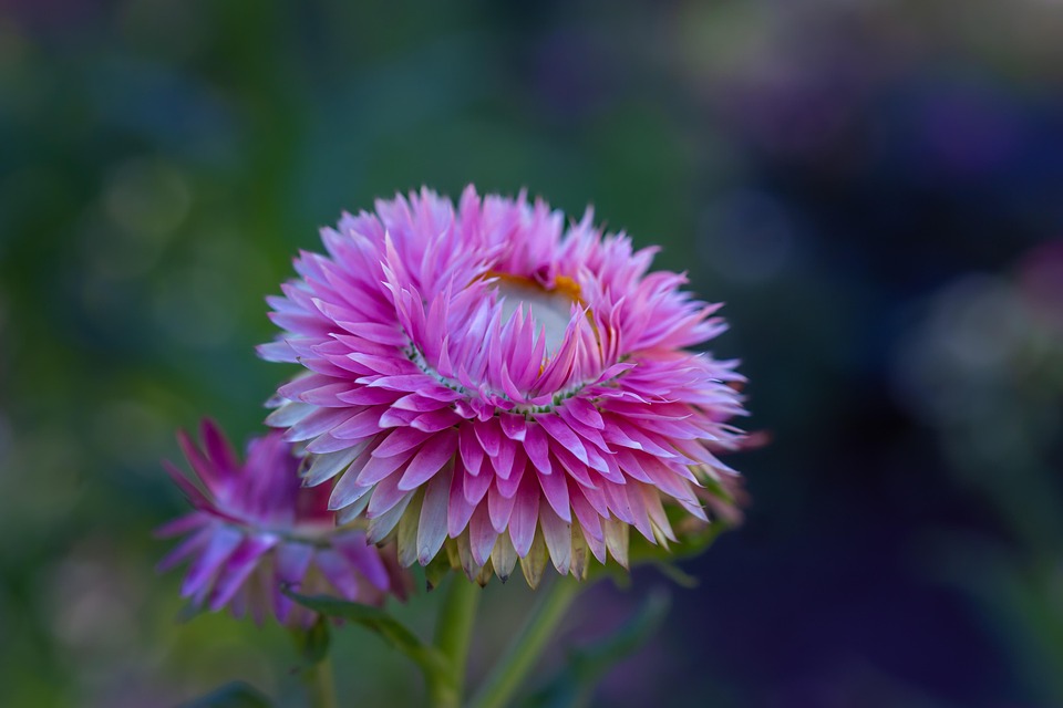 Strawflower Flower Bloom - Free photo on Pixabay - Pixabay