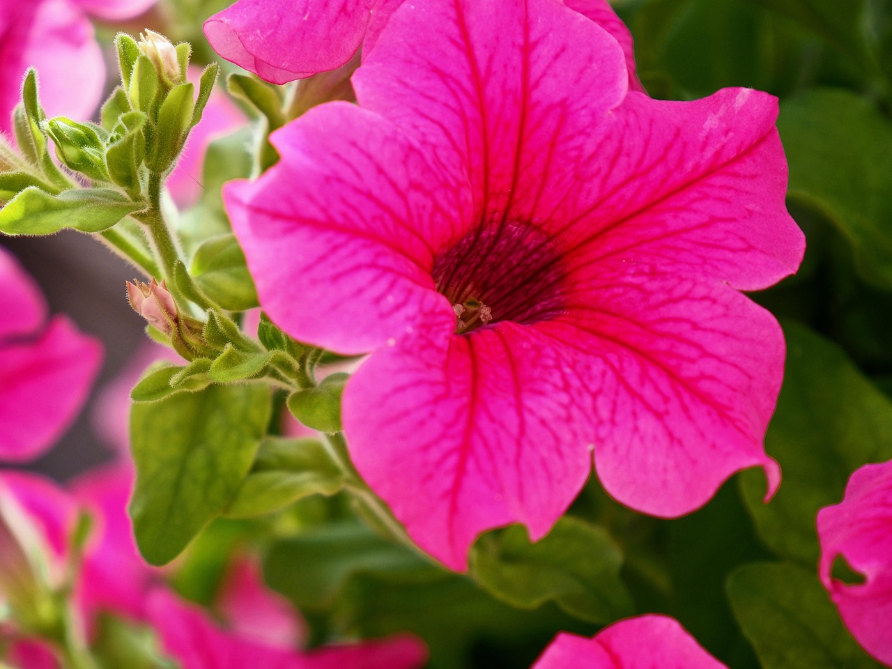 Bunga Petunia Tanaman Balkon Merah - Foto gratis di Pixabay - Pixabay