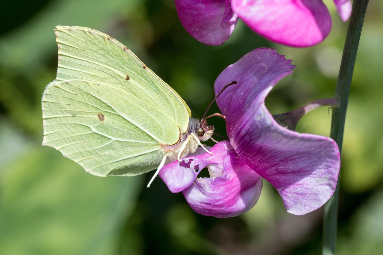 Vlinder Bloem Bestuiven - Gratis foto op Pixabay