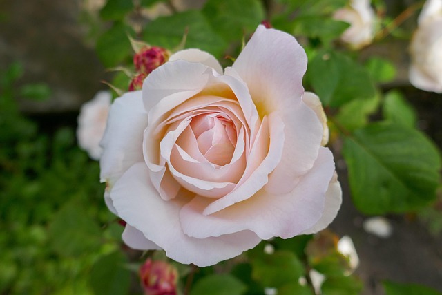 Rose Blanche Fleur De - Photo gratuite sur Pixabay - Pixabay