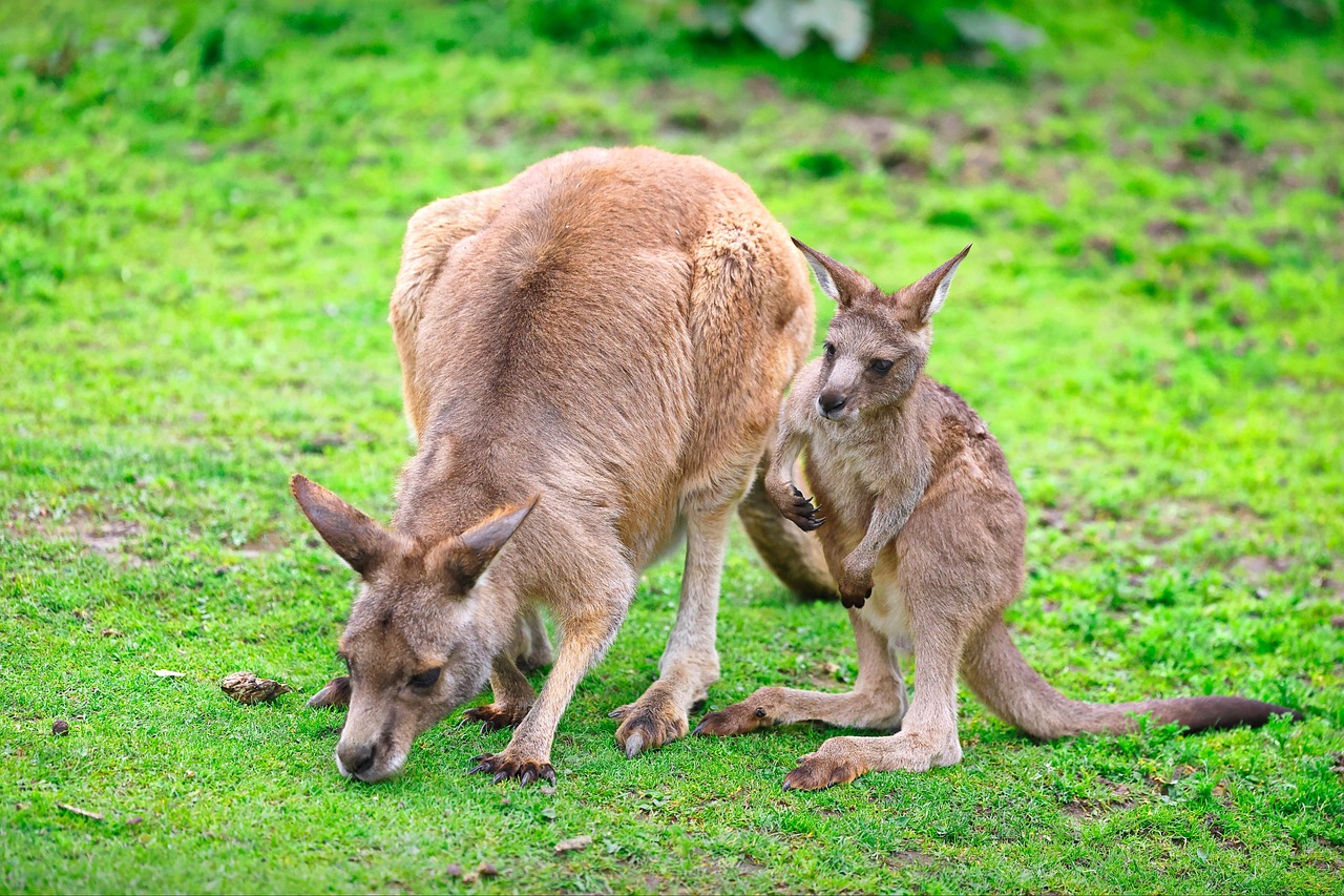 Cangurus Joey Animais - Foto gratuita no Pixabay - Pixabay