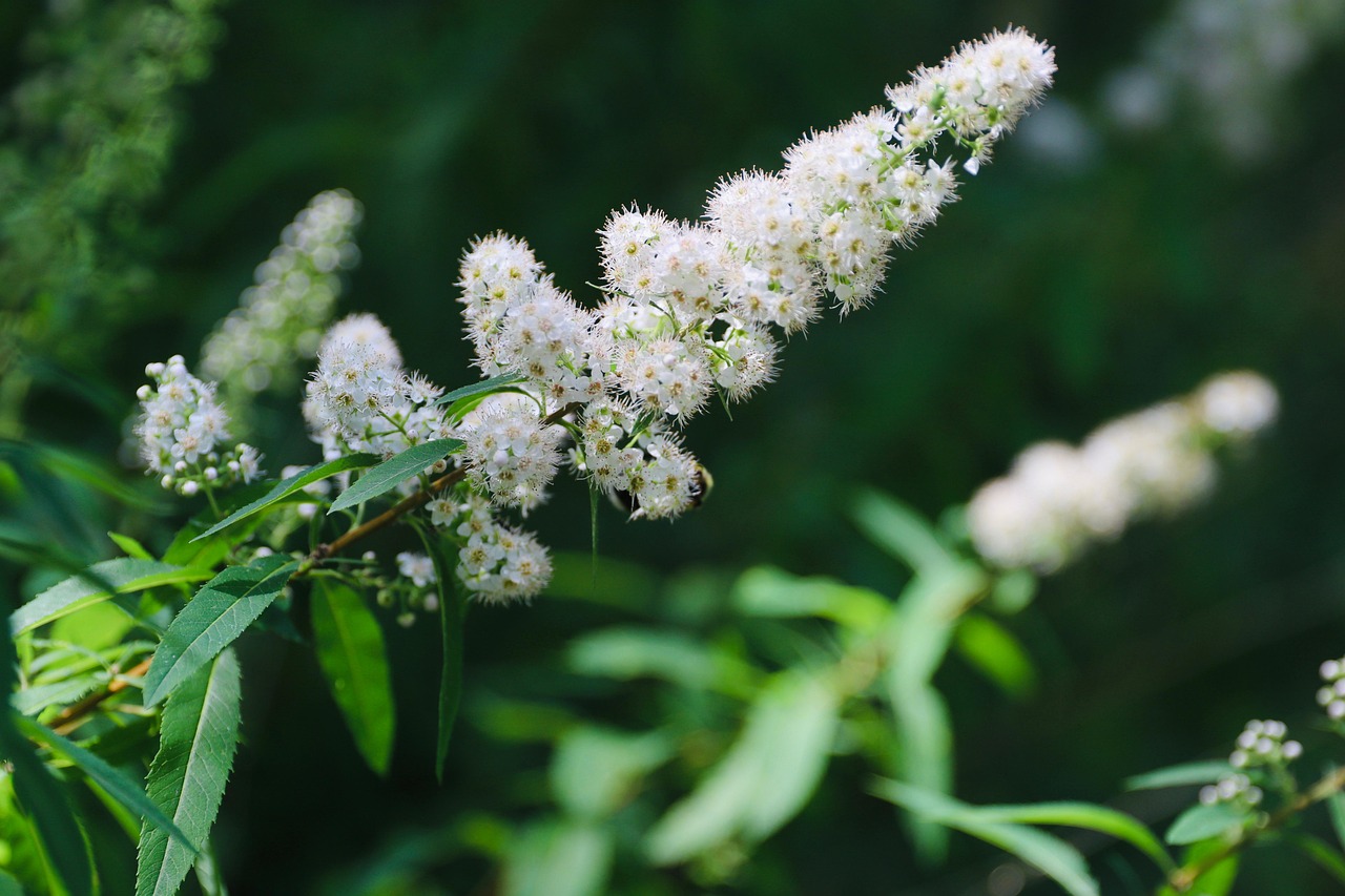 Fleurs Blanches Jardin - Photo gratuite sur Pixabay - Pixabay